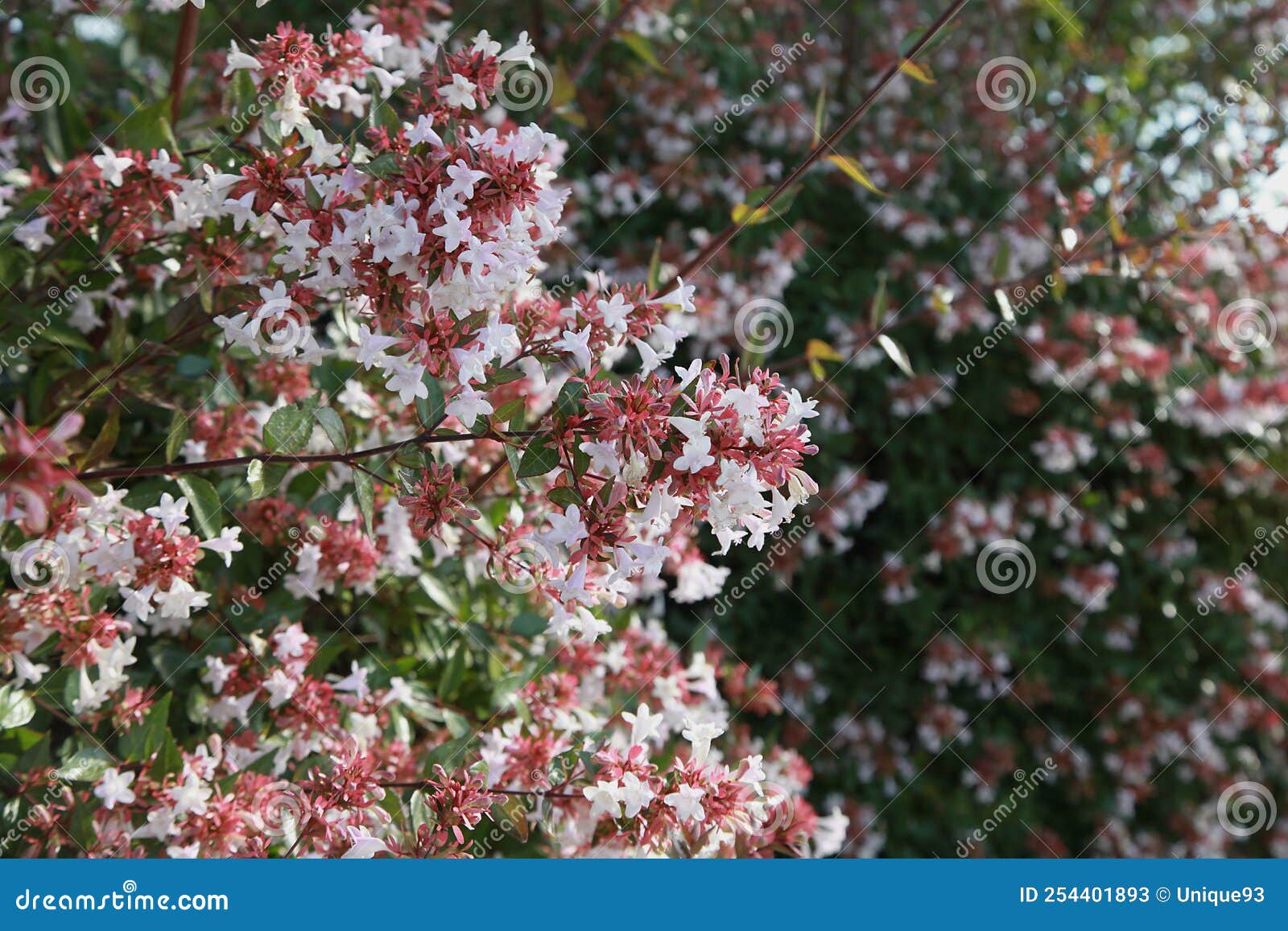 Flowering Abelia Grandiflora Hedge Stock Image - Image of flower, white ...