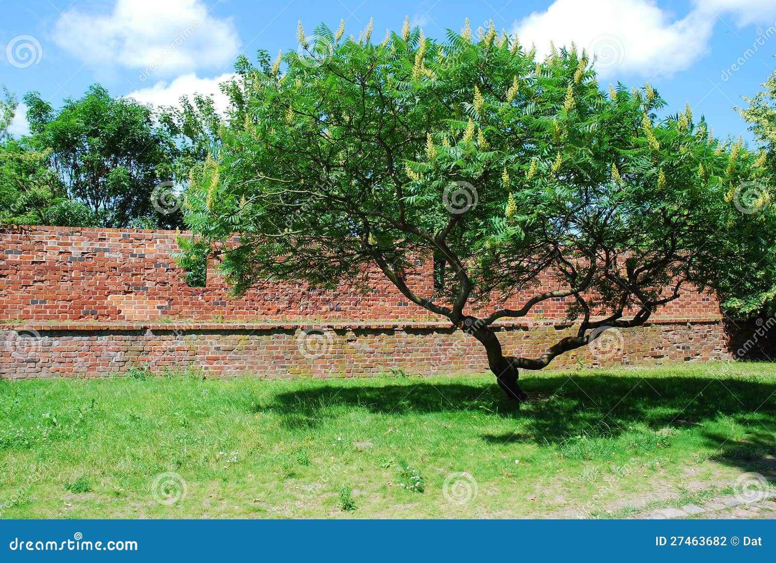 Flowering acacia stock photo. Image of view, acacia, herbage - 27463682