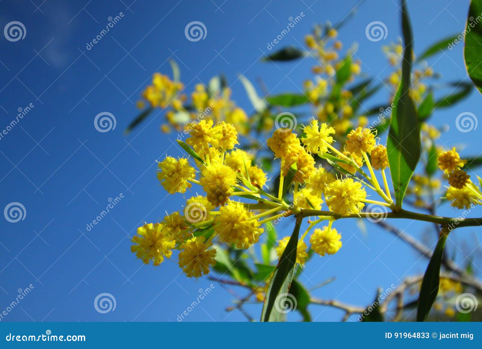 Flowering acacia stock image. Image of wattles, nectar - 91964833