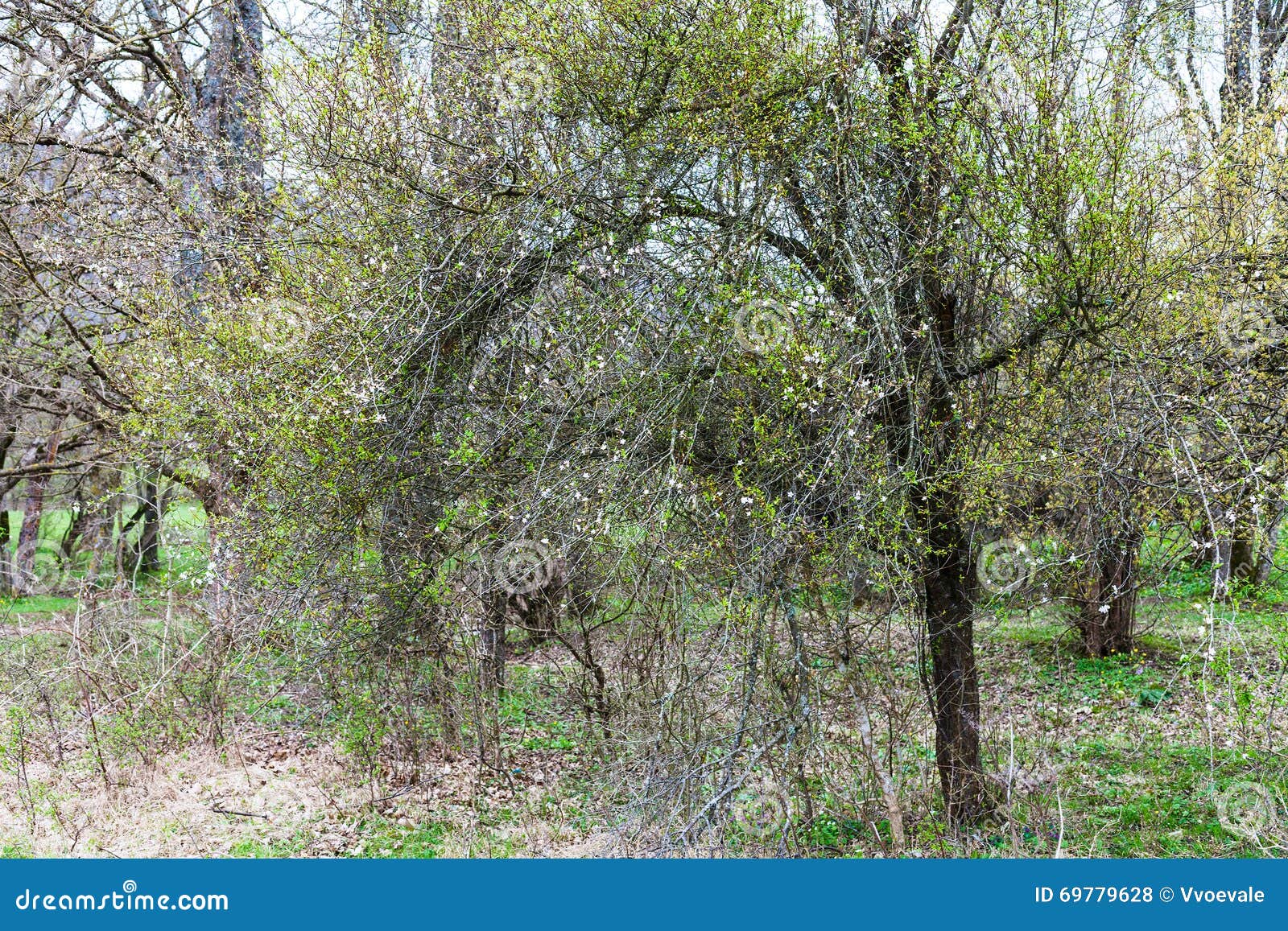 Flowering Acacia Tree in in Spring Stock Photo - Image of flowering ...