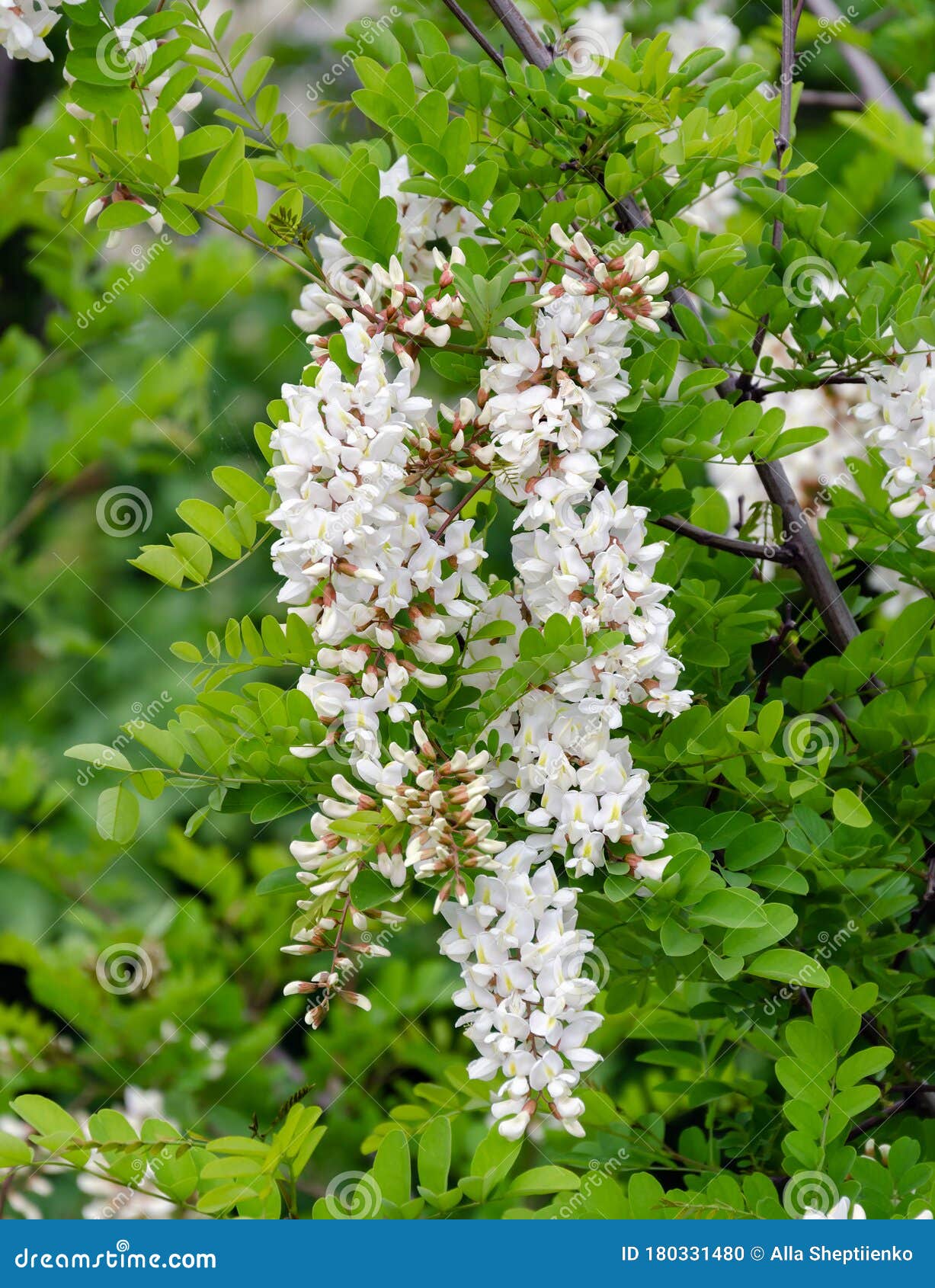 Flowering Acacia Tree White Warm Spring Day Stock Photo - Image of ...