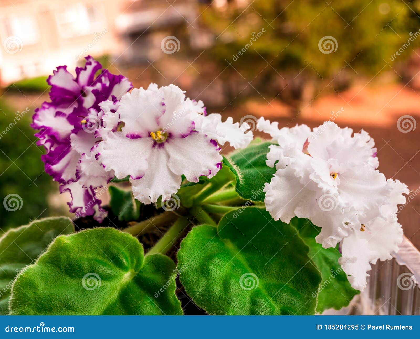 Flowering African Violet Saintpaulia - Differently Colored and Rare ...