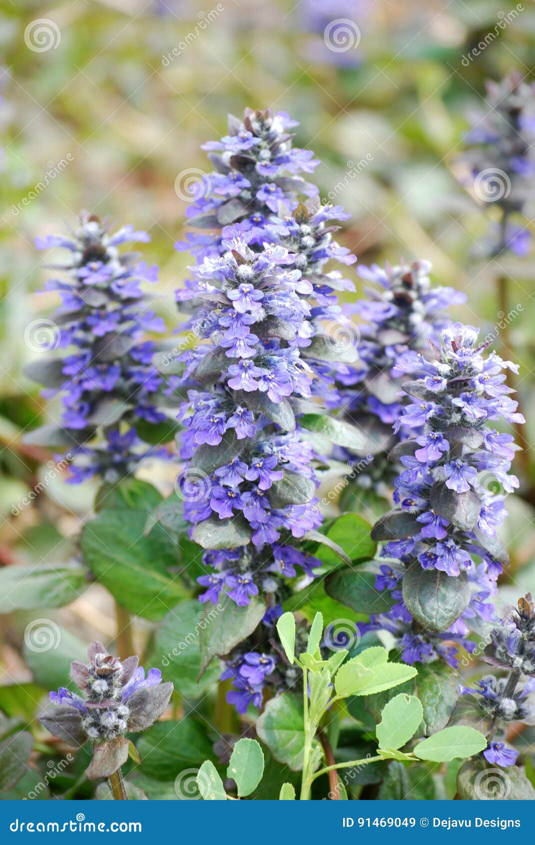 Flowering Ajuga stock image. Image of bugle, beautiful - 91469049