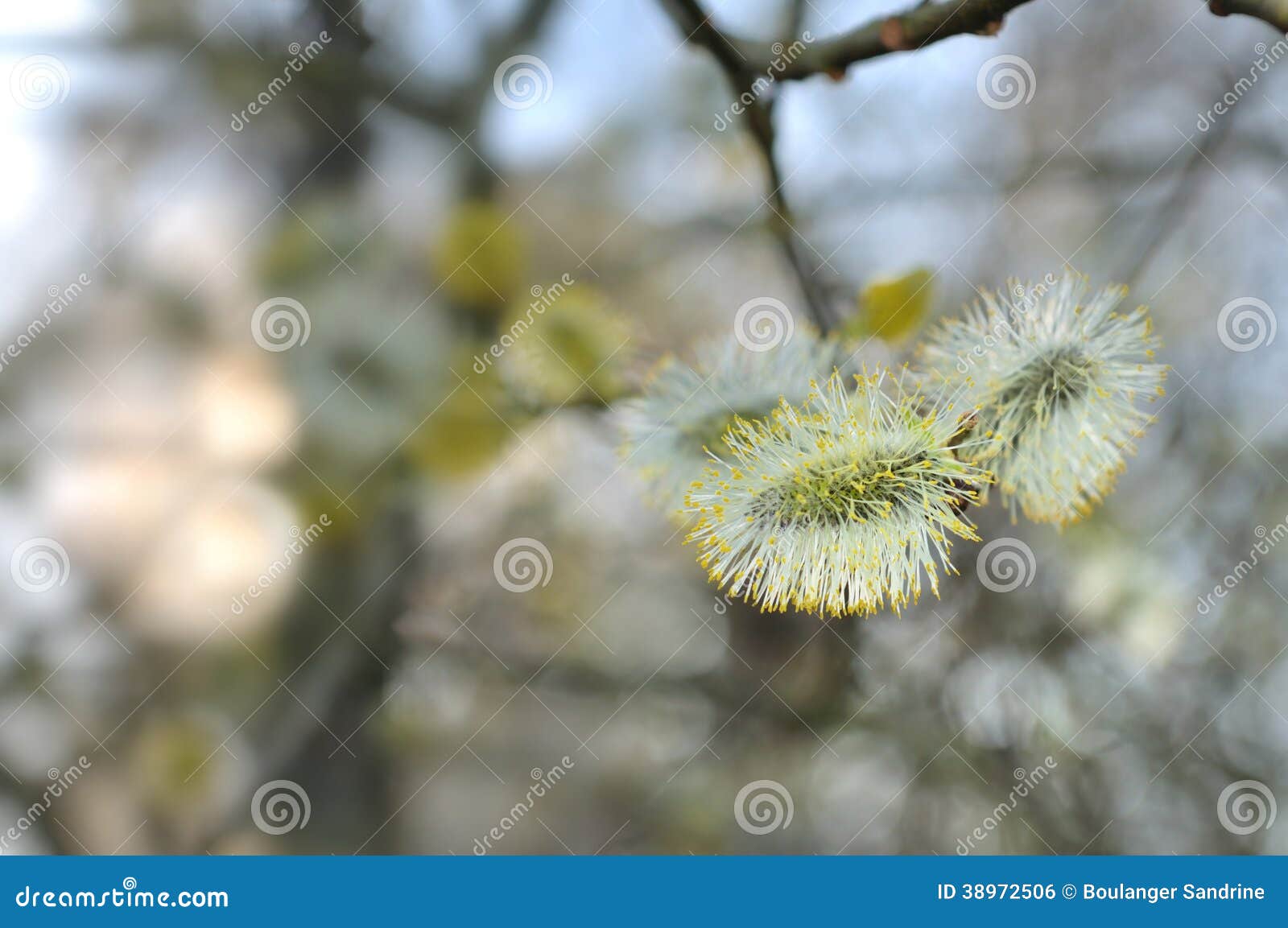 Flowering alder tree stock photo. Image of beauty, awakening - 38972506