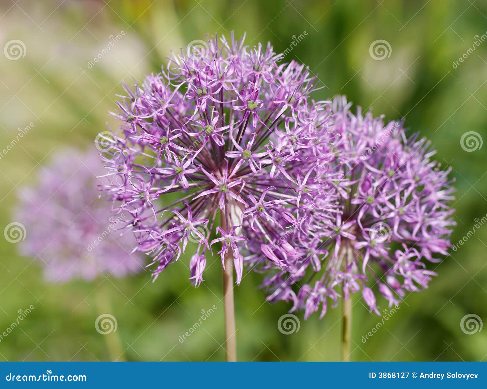 Flowering allium stock image. Image of herb, leek, bulbous - 3868127