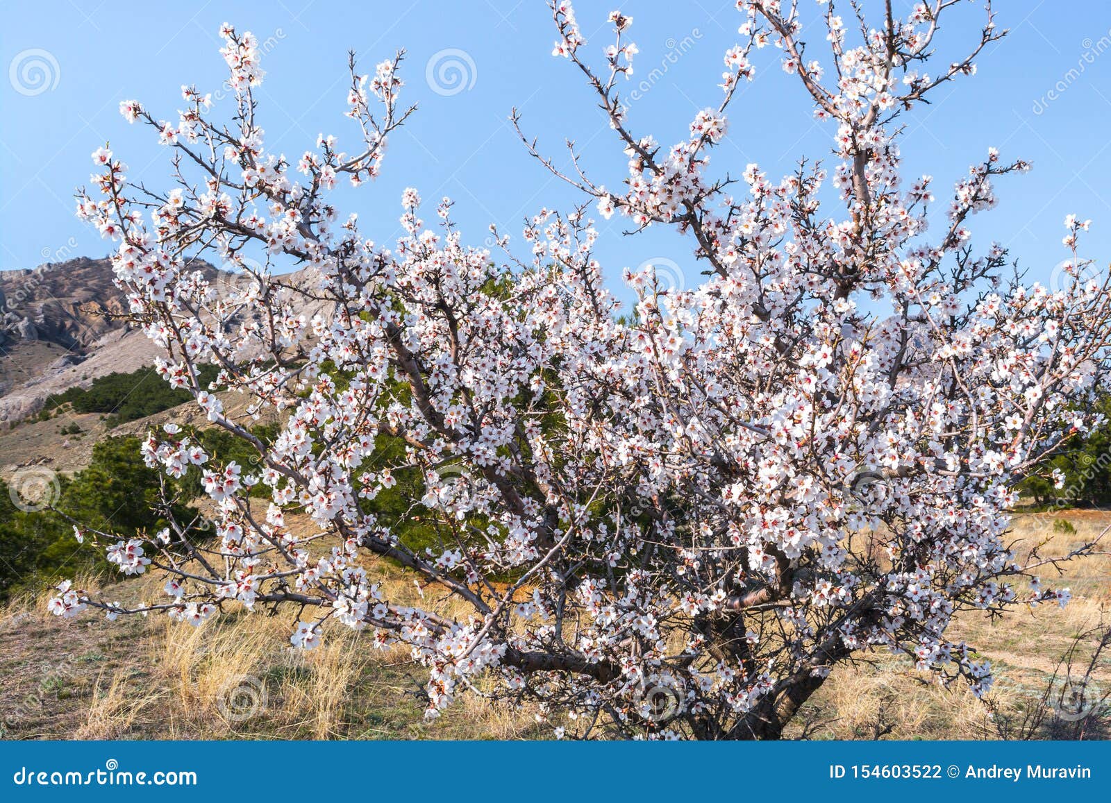 Flowering almond stock photo. Image of scene, bloom - 154603522