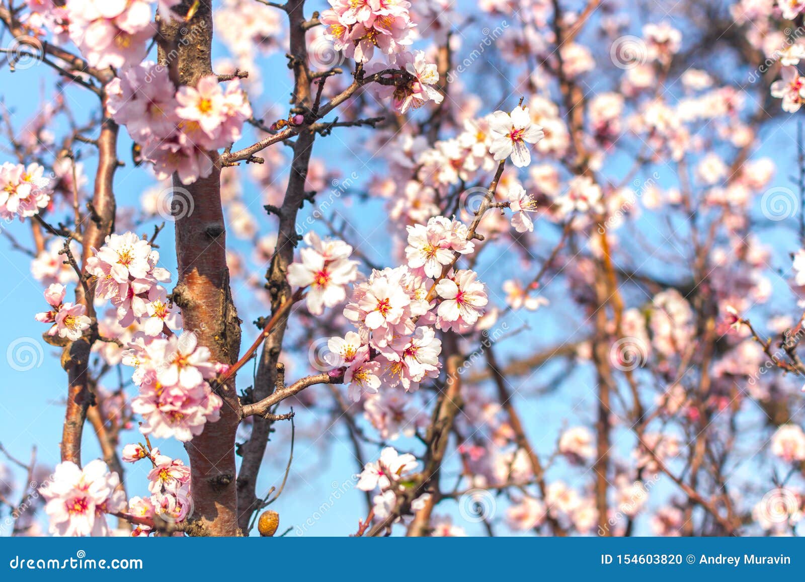 Flowering almond stock photo. Image of isolated, flora - 154603820