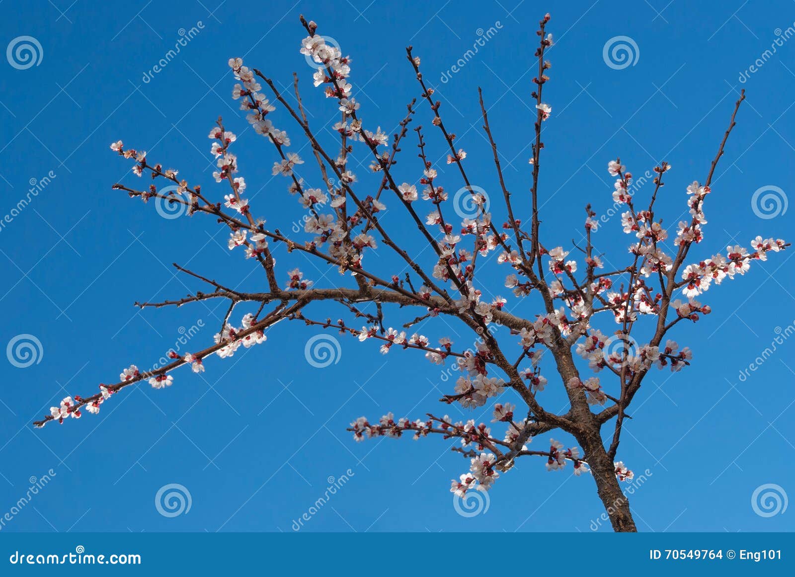 Flowering Almond S Tree Branch Stock Photo - Image of almond, blue ...
