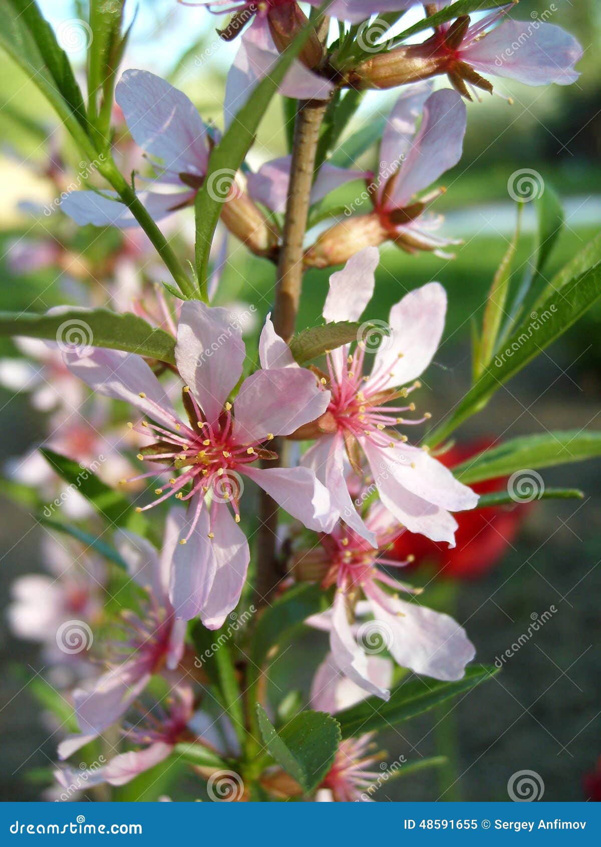 Flowering almond tree stock image. Image of flower, almond - 48591655