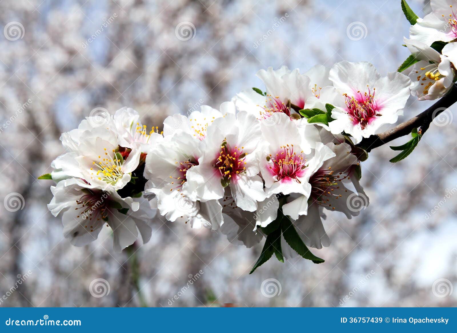Flowering almond tree stock image. Image of stamen, tree - 36757439