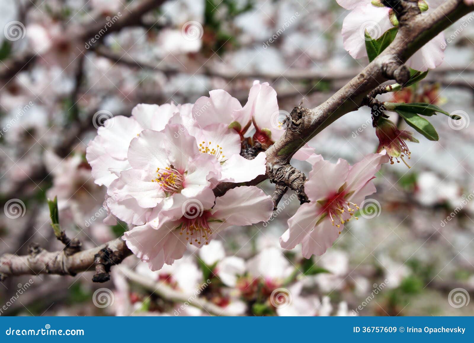 Flowering almond tree stock image. Image of cultural - 36757609