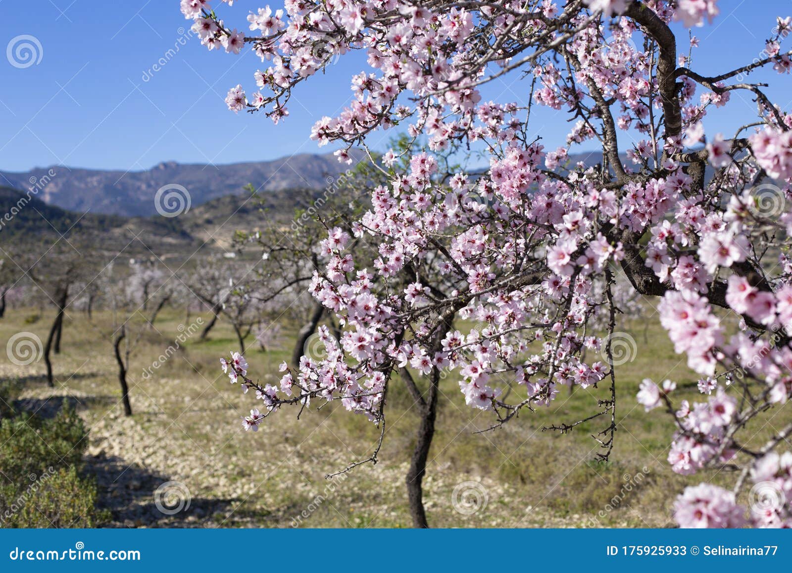 Flowering Almond Trees in the Mountains in the Sunshine in Spain Stock ...