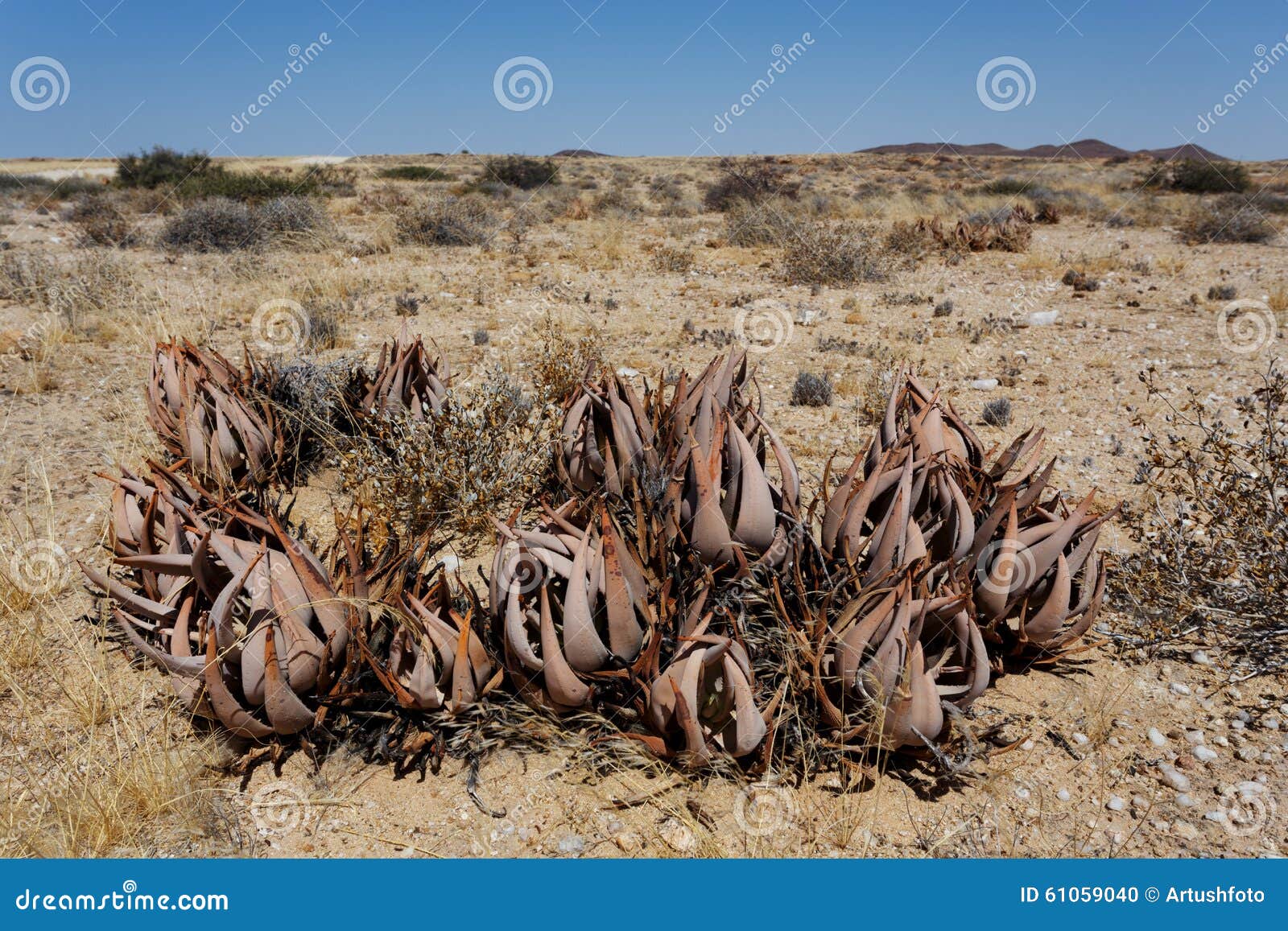 Flowering Aloe in the Namibia Desert Stock Photo - Image of botany ...