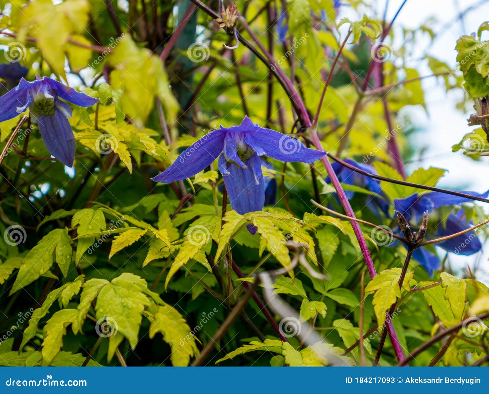 Flowering Alpine Clematis `Lagoon` Clematis Alpina Stock Image - Image ...