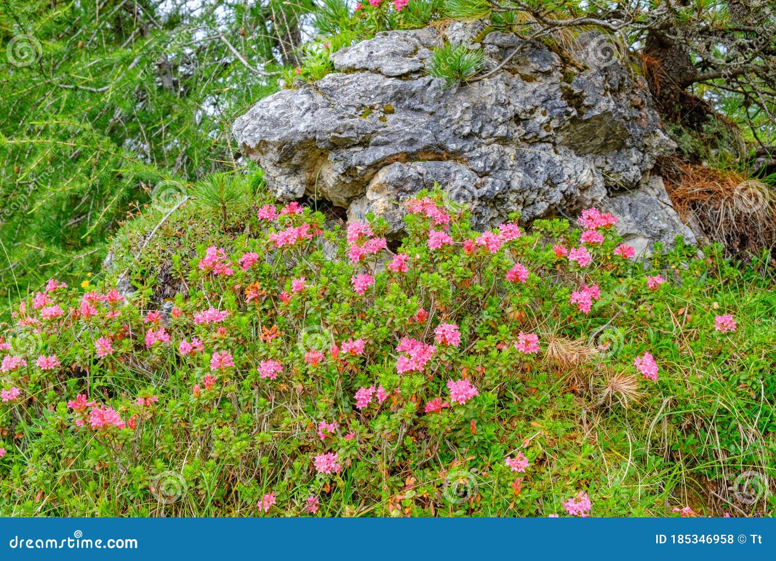 Flowering Alpine Rose in the Alps Forest Stock Photo - Image of flower ...