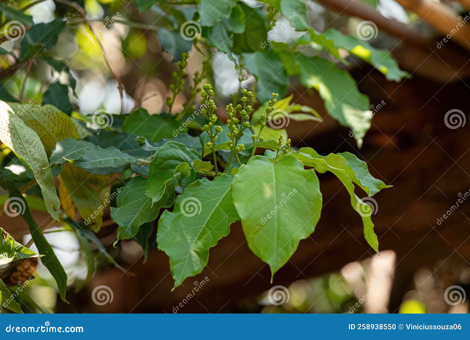 Flowering Angiosperm Tree stock photo. Image of green - 258938550