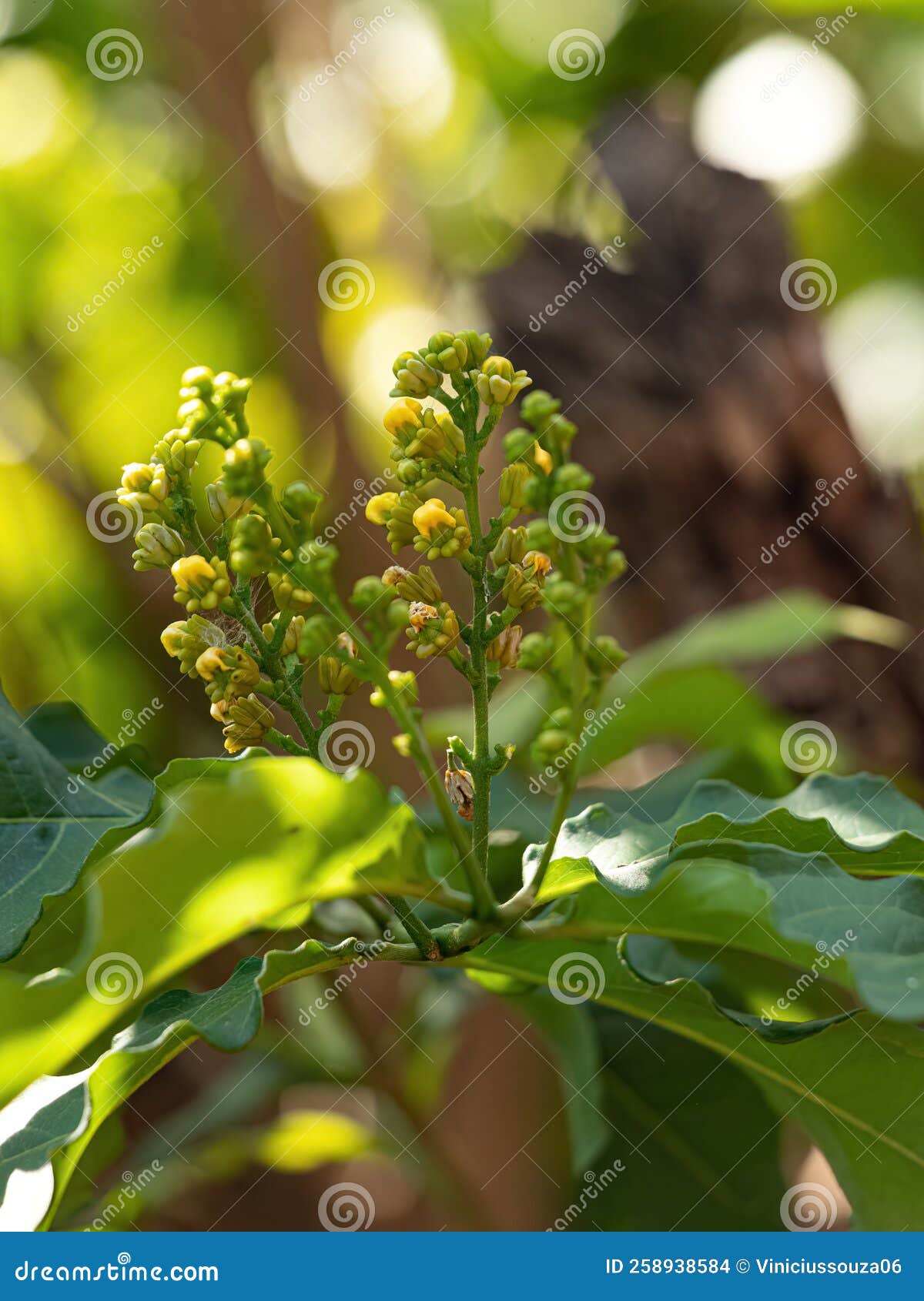 Flowering Angiosperm Tree stock photo. Image of blossom - 258938584