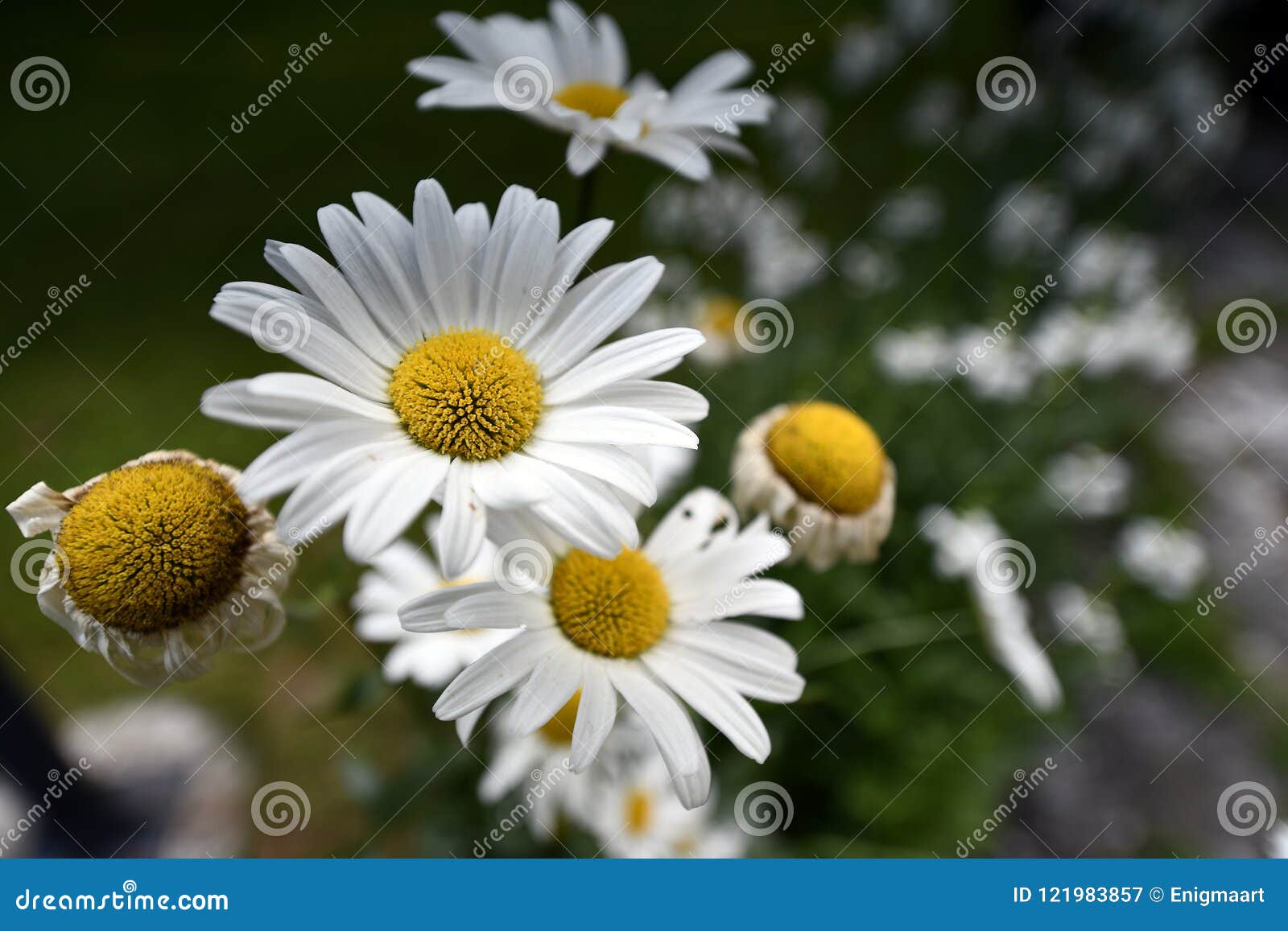 Flowering Angiosperms Plants. Stock Image - Image of green, lapse ...