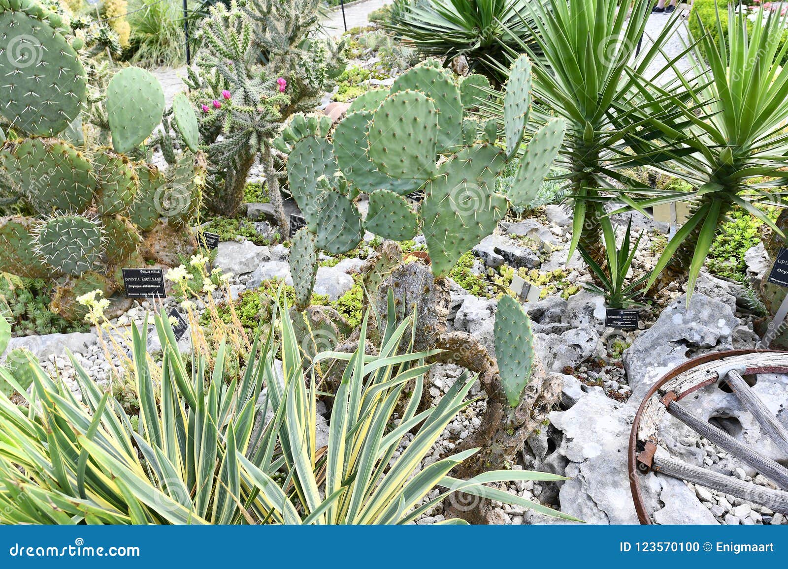 Flowering Angiosperms Plants. Stock Photo - Image of attraction, europe ...