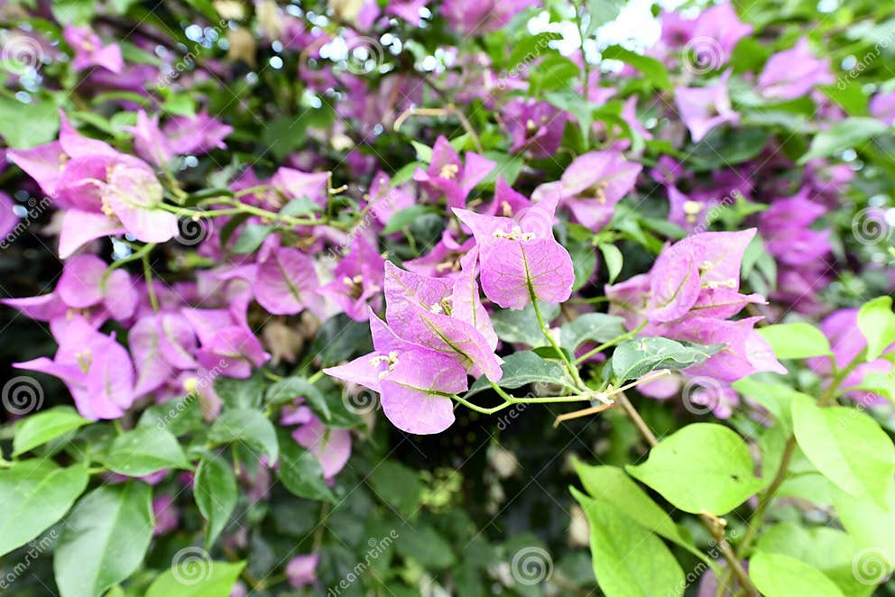 Flowering Angiosperms Plants. Stock Image - Image of city, europe ...