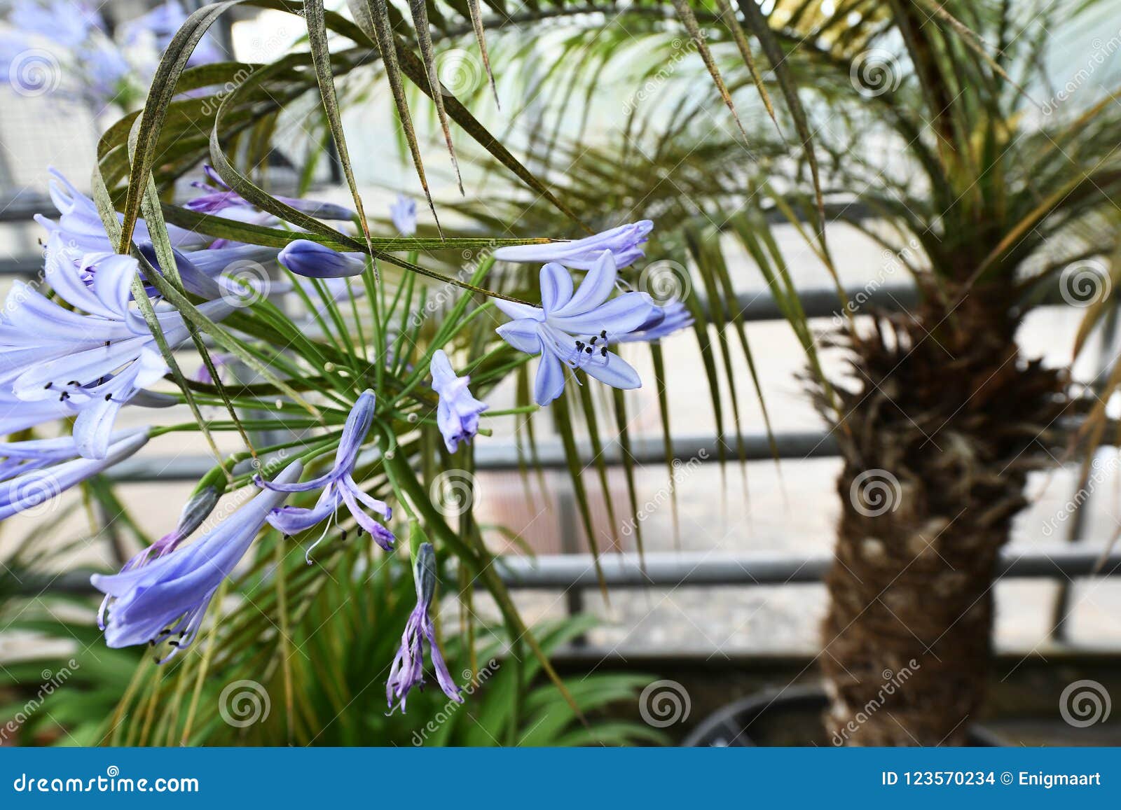 Flowering Angiosperms Plants. Stock Photo - Image of clock, flowering ...