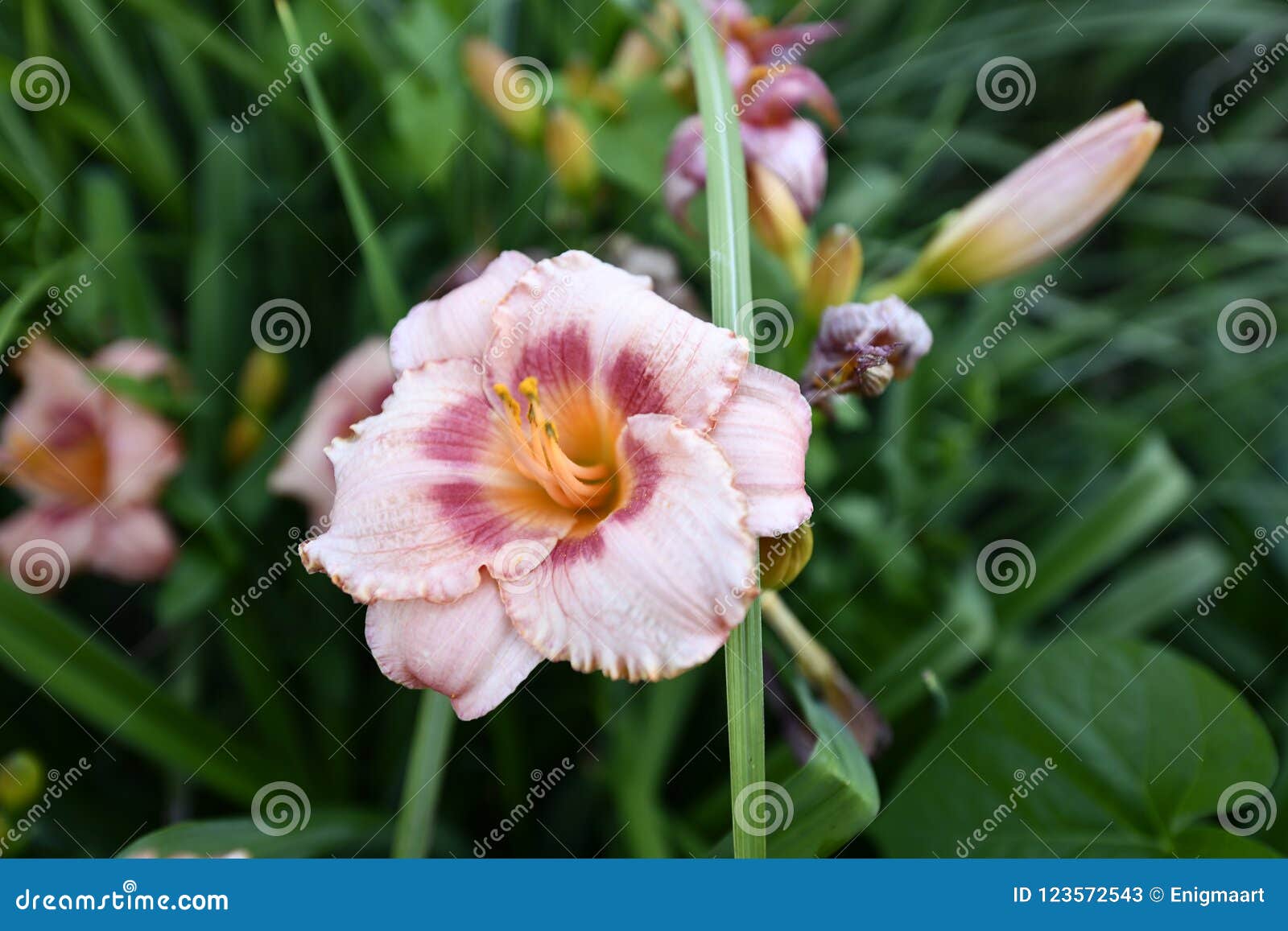 Flowering Angiosperms Plants. Stock Image - Image of architecture ...