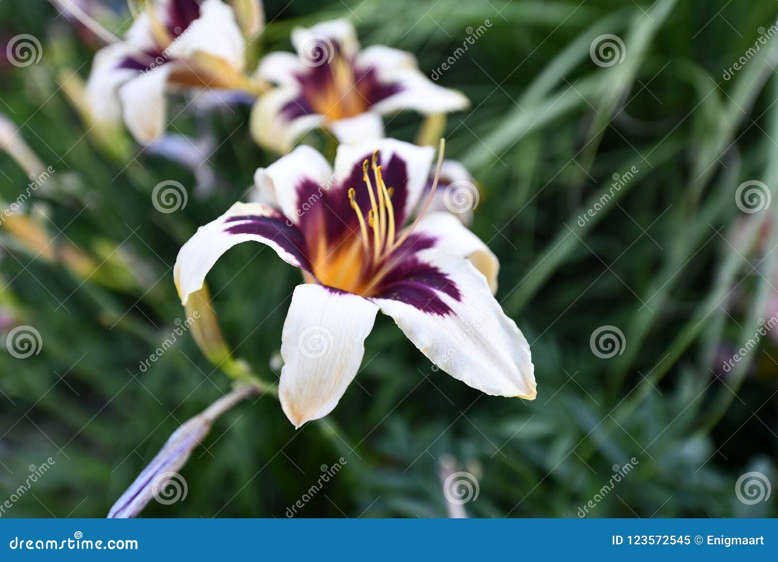 Flowering Angiosperms Plants. Stock Image - Image of body, attraction ...