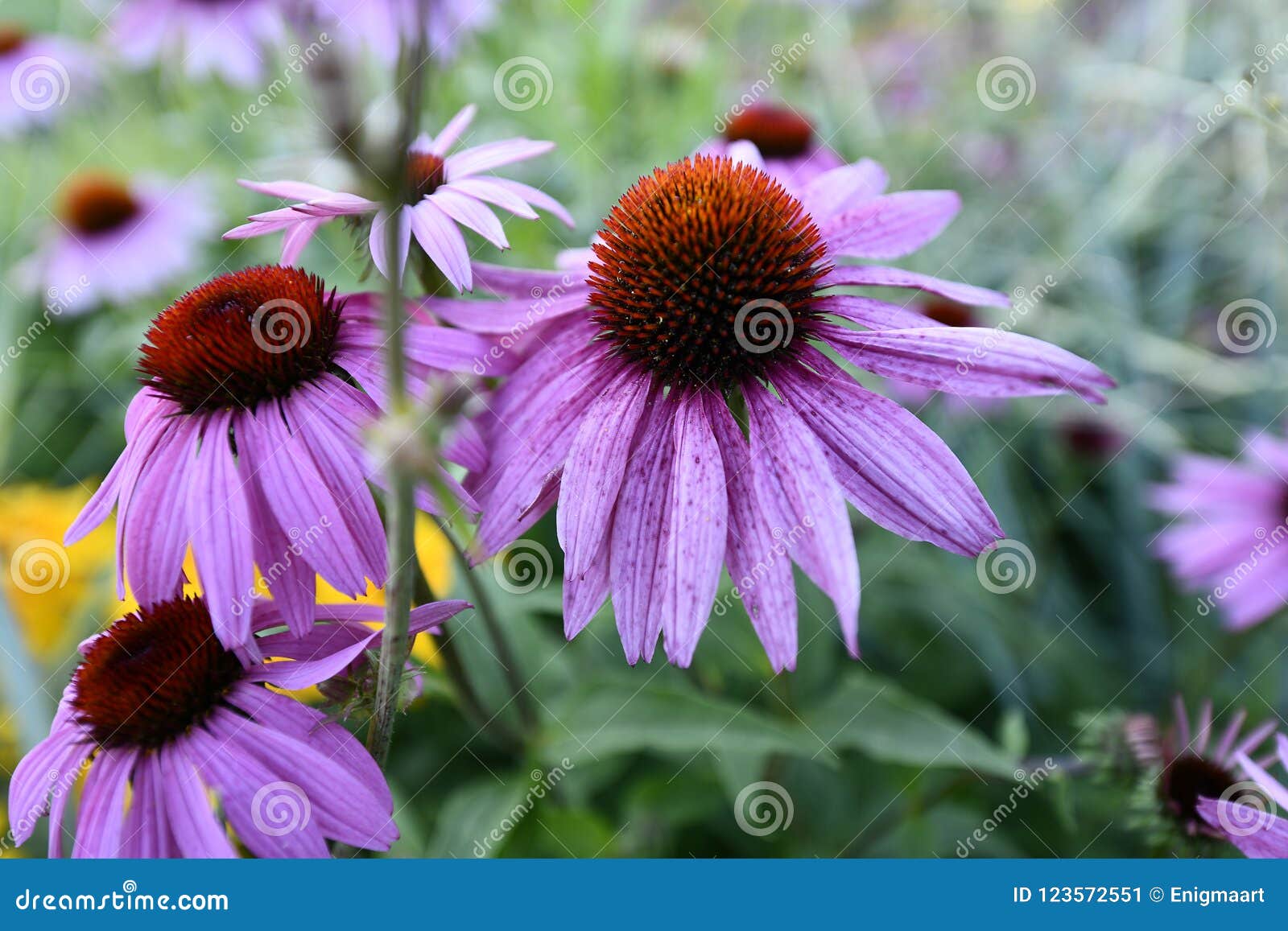 Flowering Angiosperms Plants. Stock Image - Image of kharkiv, green ...
