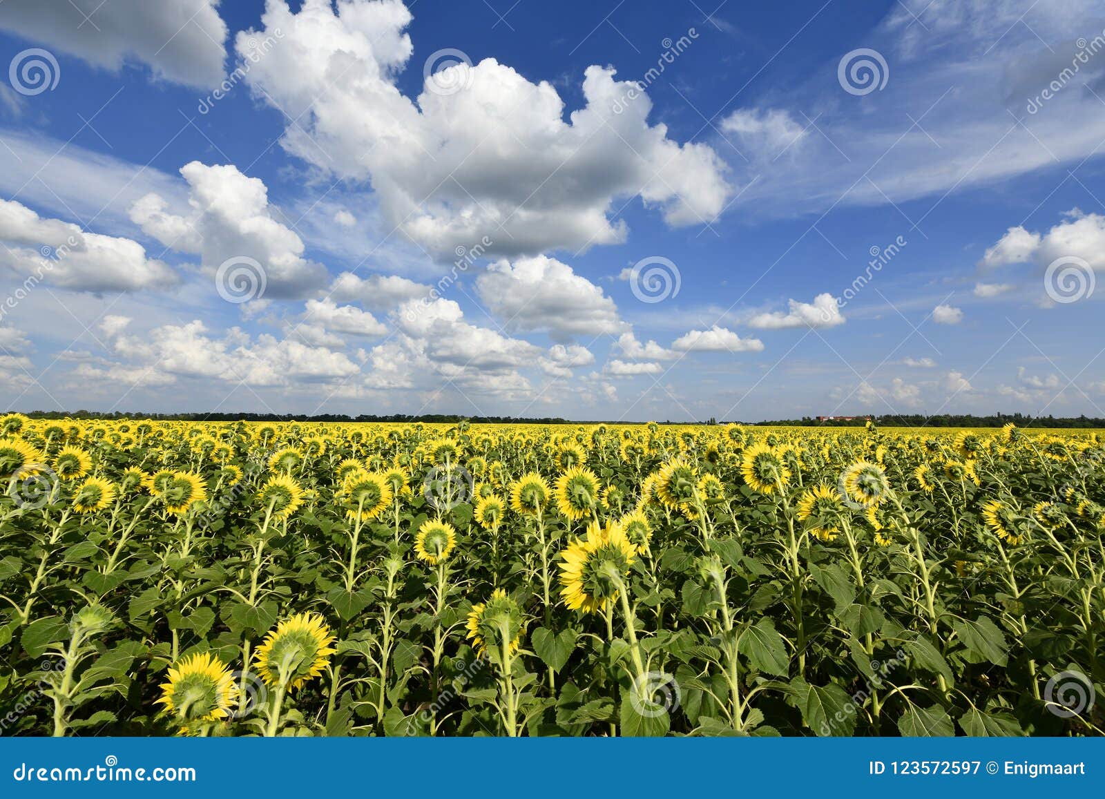 Flowering Angiosperms Plants. Stock Image - Image of attraction ...
