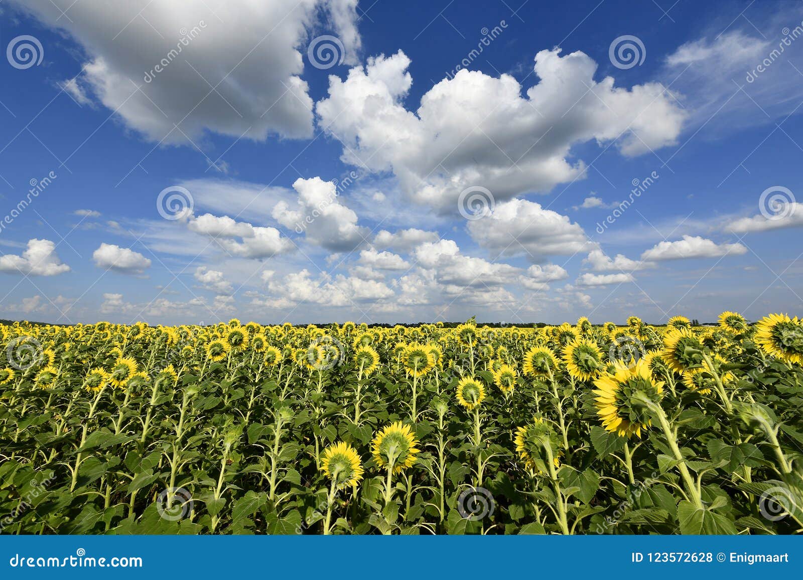 Flowering Angiosperms Plants. Stock Photo - Image of flowers, house ...