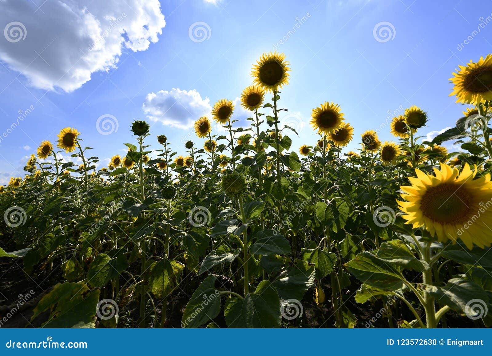 Flowering Angiosperms Plants. Stock Photo - Image of cityscape, clock ...