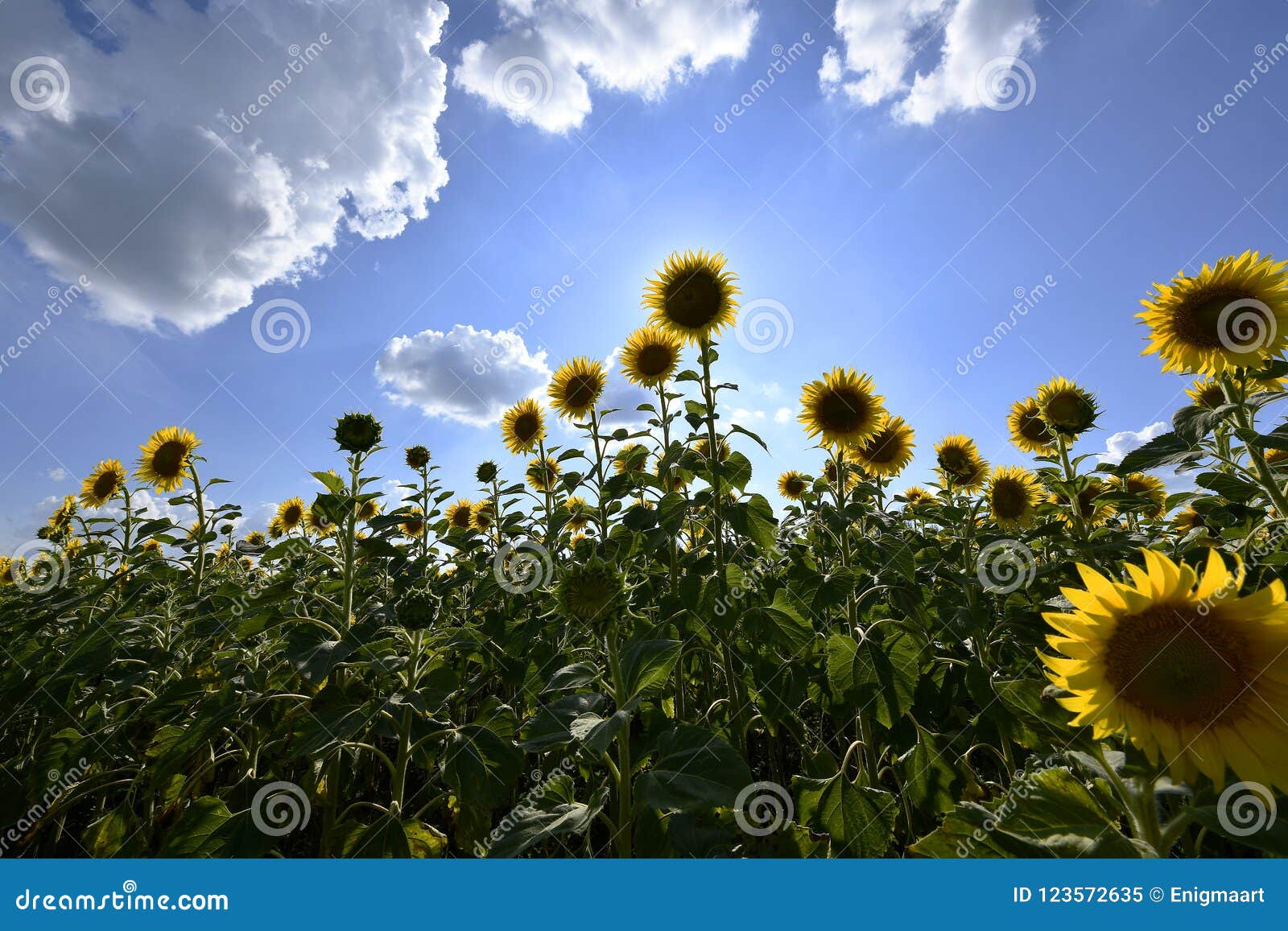Flowering Angiosperms Plants. Stock Image - Image of lapse, kharkov ...