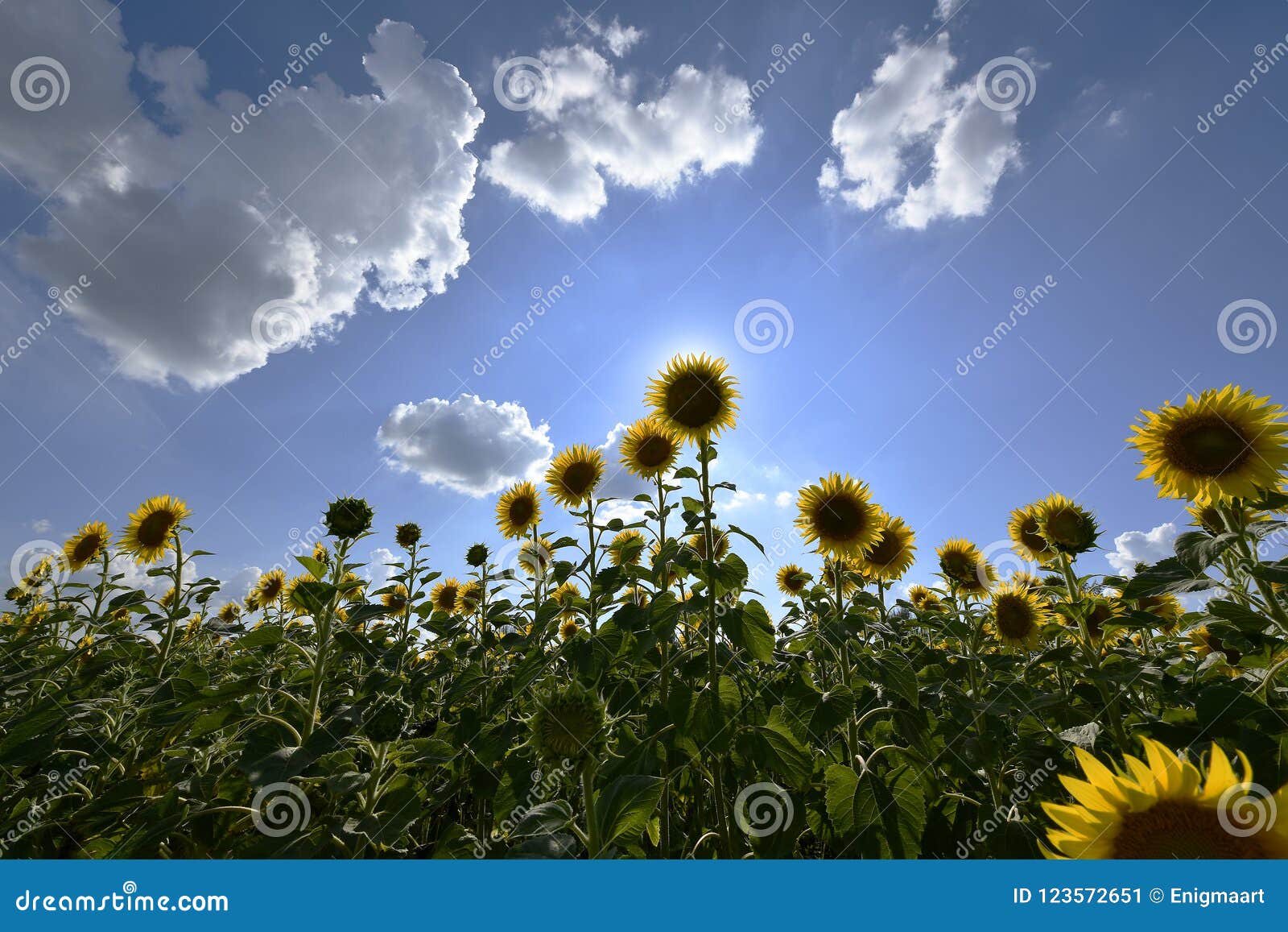 Flowering Angiosperms Plants. Stock Image - Image of dacha, europe ...