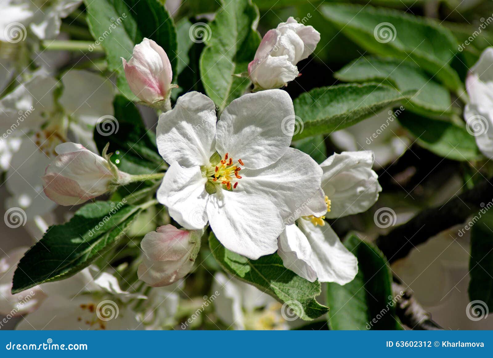 Flowering apple. Spring stock photo. Image of decoration - 63602312
