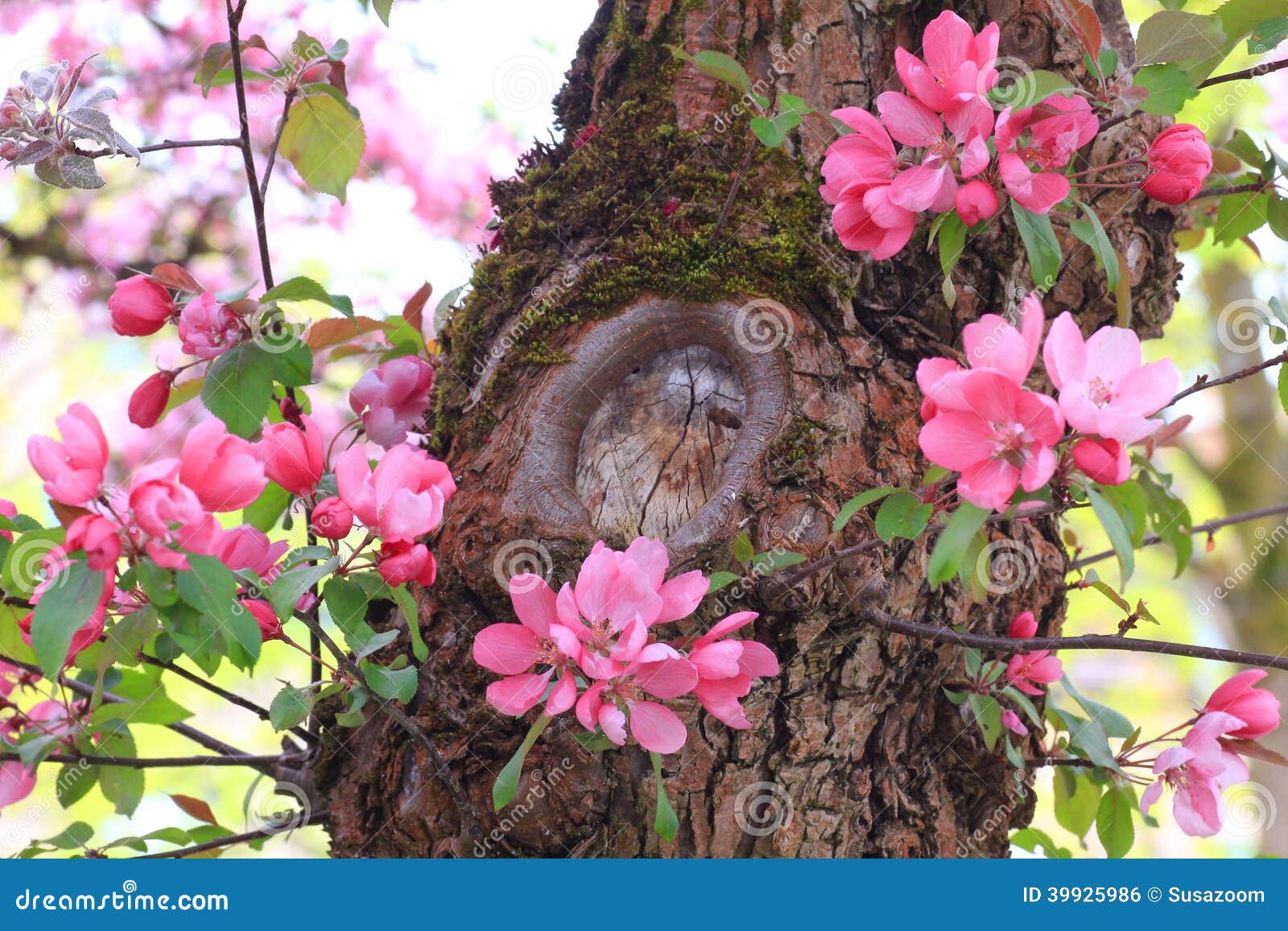 Flowering Apple Tree with Beautiful Blossoms Stock Photo - Image of ...