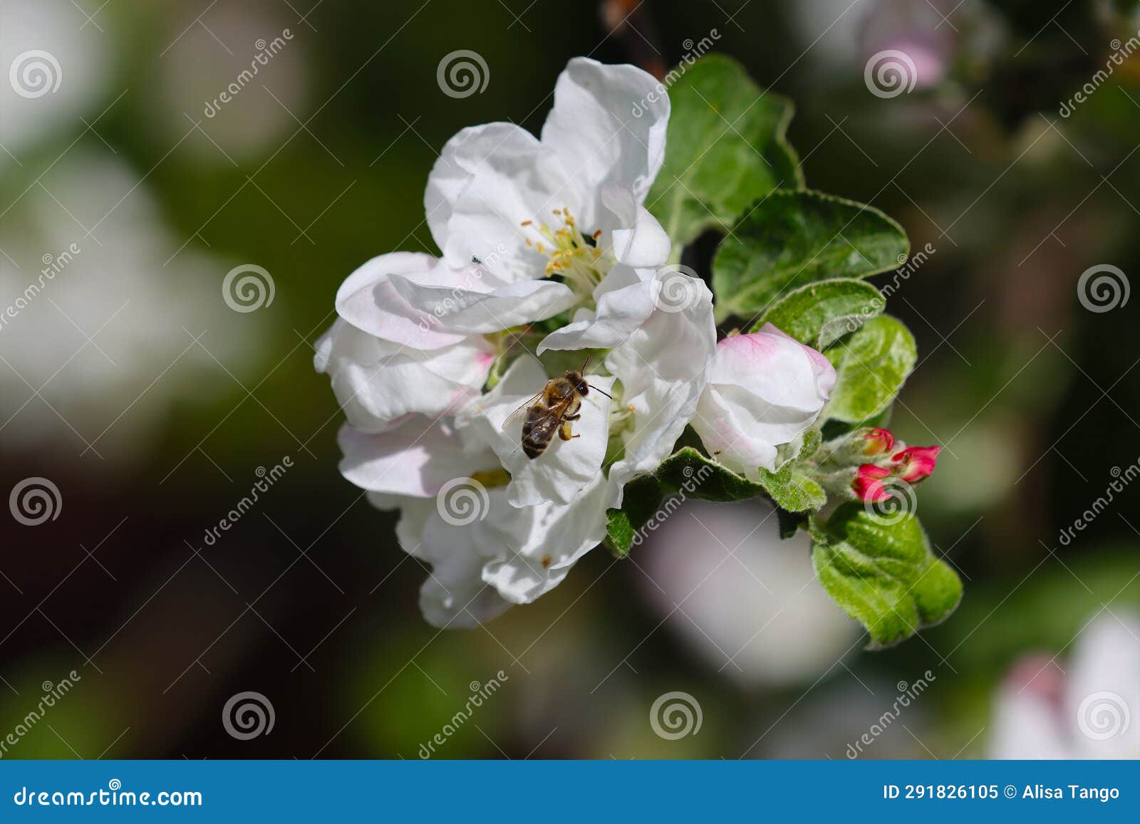 Flowering apple tree stock image. Image of flower, floral - 291826105