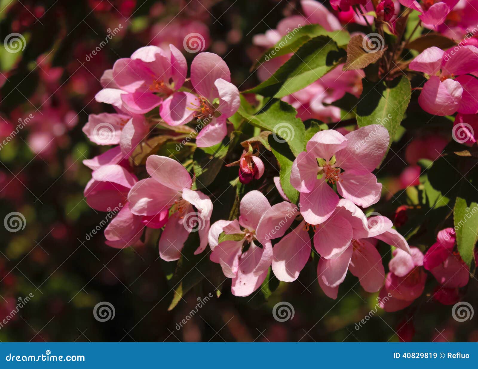 Flowering Apple-tree Closeup Stock Image - Image of blossom, nature ...