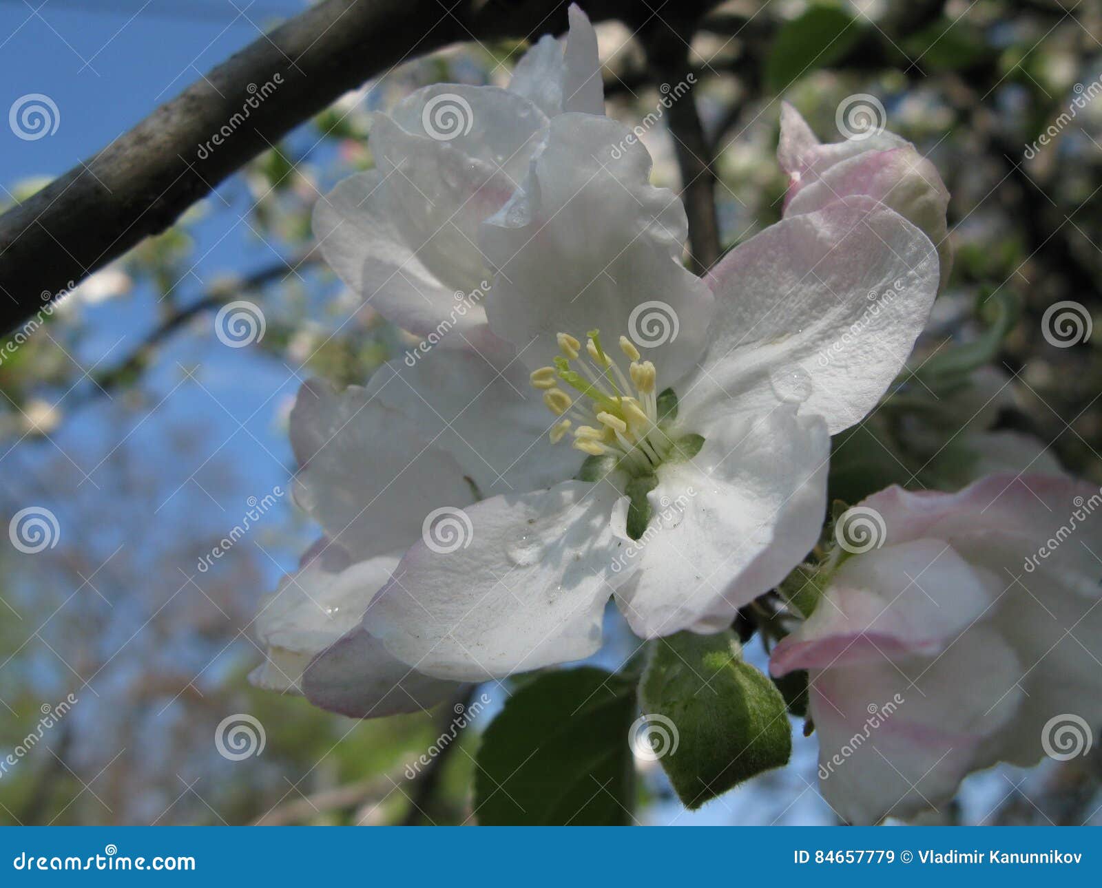 Flowering apple-tree stock image. Image of view, spring - 84657779