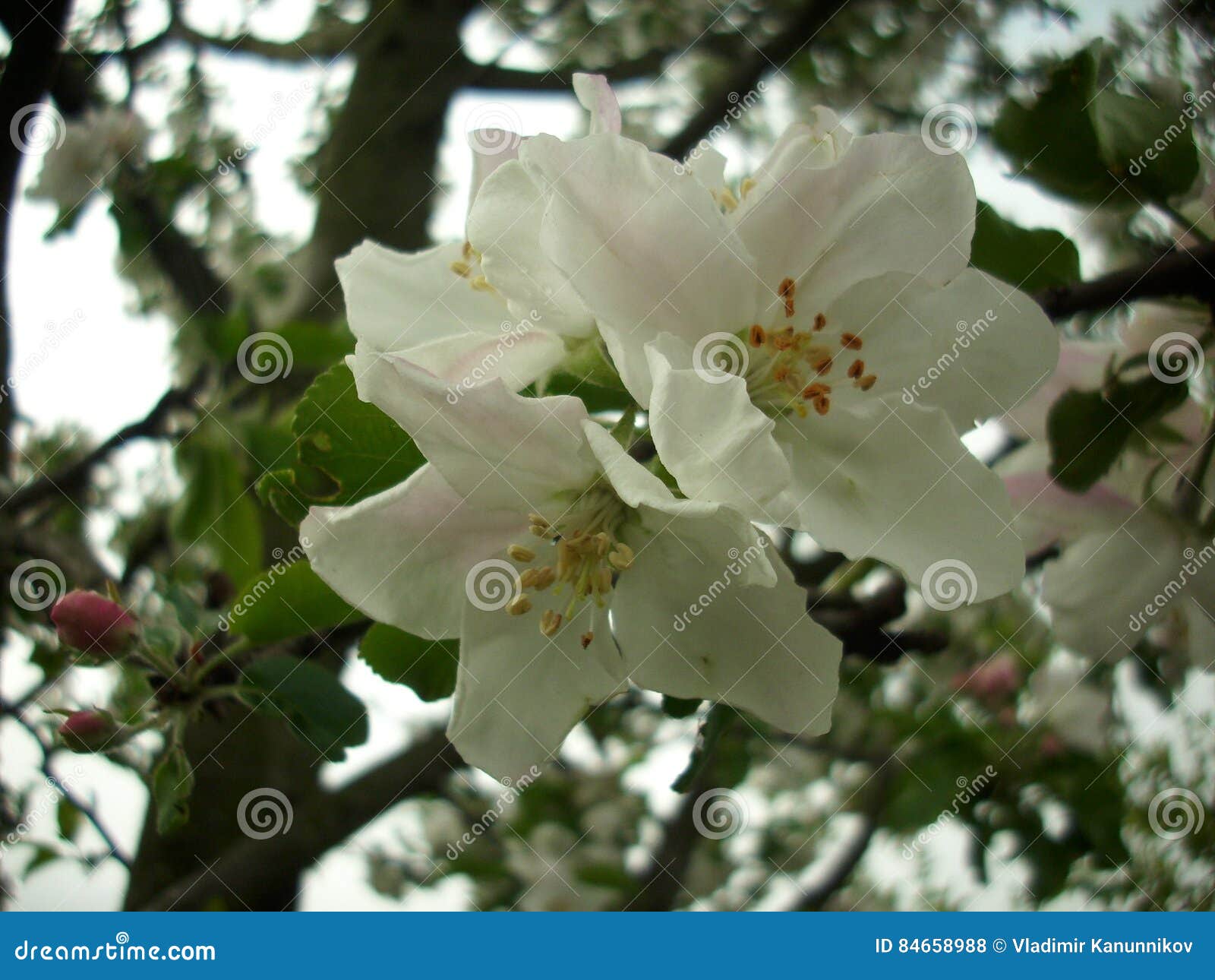 Flowering apple-tree stock photo. Image of beauty, view - 84658988