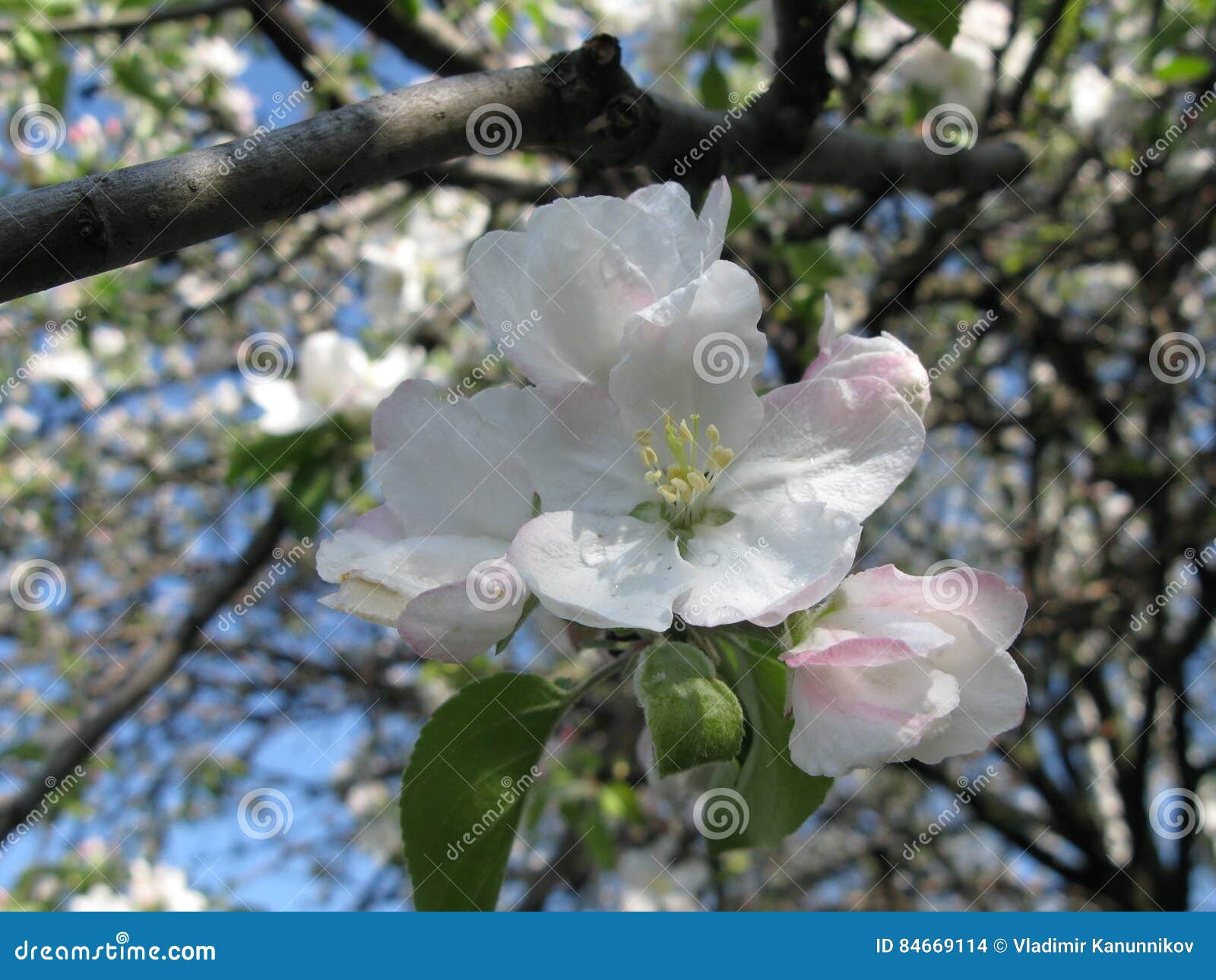 Flowering apple-tree stock photo. Image of flower, beauty - 84669114