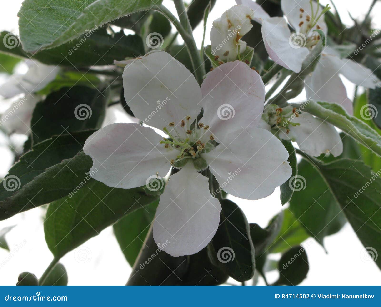 Flowering apple-tree stock photo. Image of appletree - 84714502