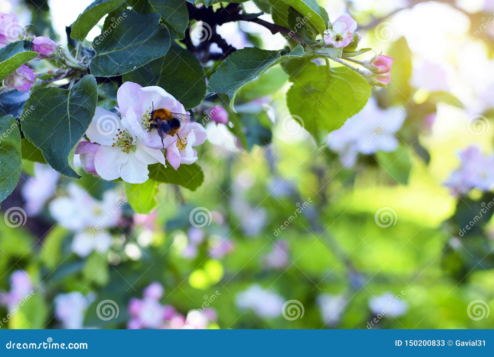 Flowering Apple Tree with a Flying Bumblebee. Close Up of a Flowering ...