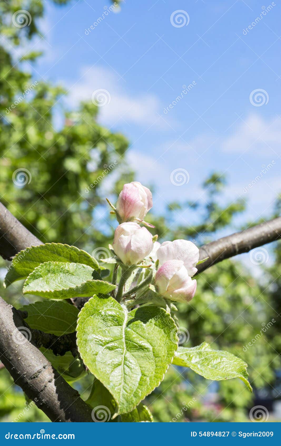 Flowering apple tree stock image. Image of closeup, agriculture - 54894827