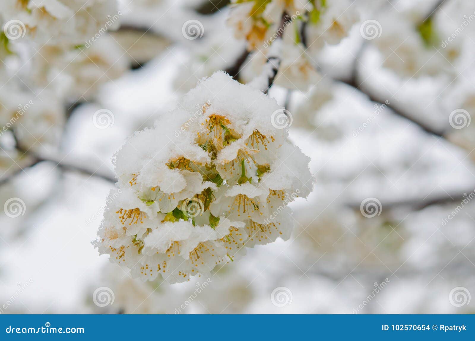 Flowering Apple Tree and Snow Stock Photo - Image of park, flowering ...