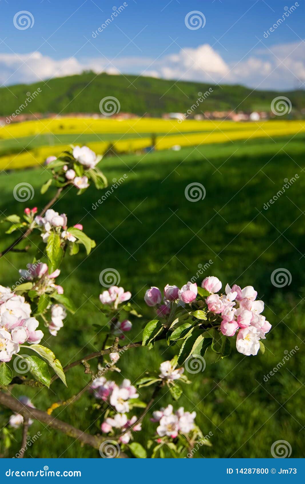 Flowering Apple Tree - Spring Stock Photo - Image of countryside ...