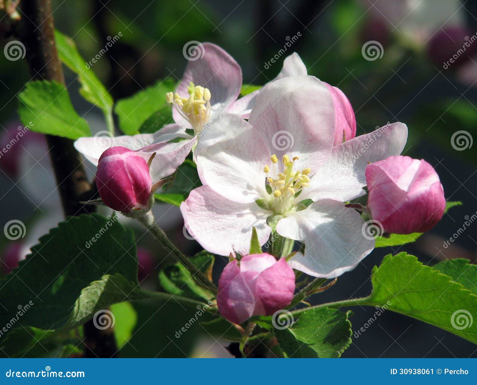 Flowering apple tree stock image. Image of flowering - 30938061