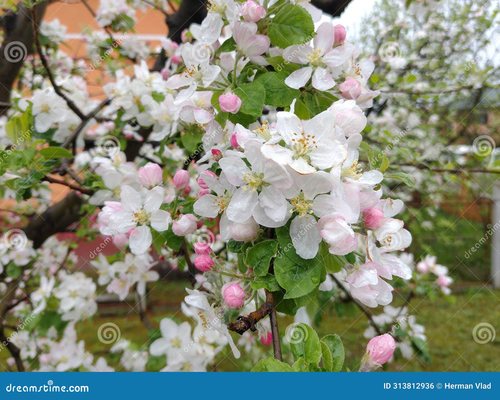 Flowering Apple Tree in the Spring. Apple Tree with Flowers Stock Photo ...