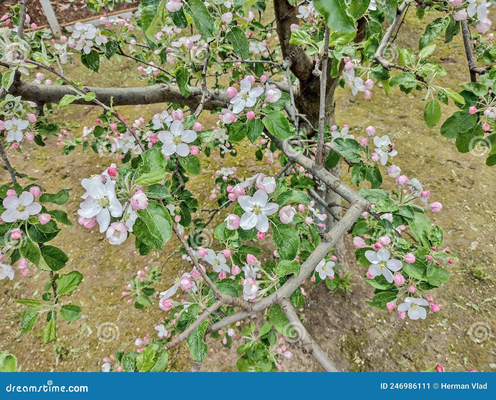 Flowering Apple Tree in the Spring - Maramures, Romania Stock Image ...