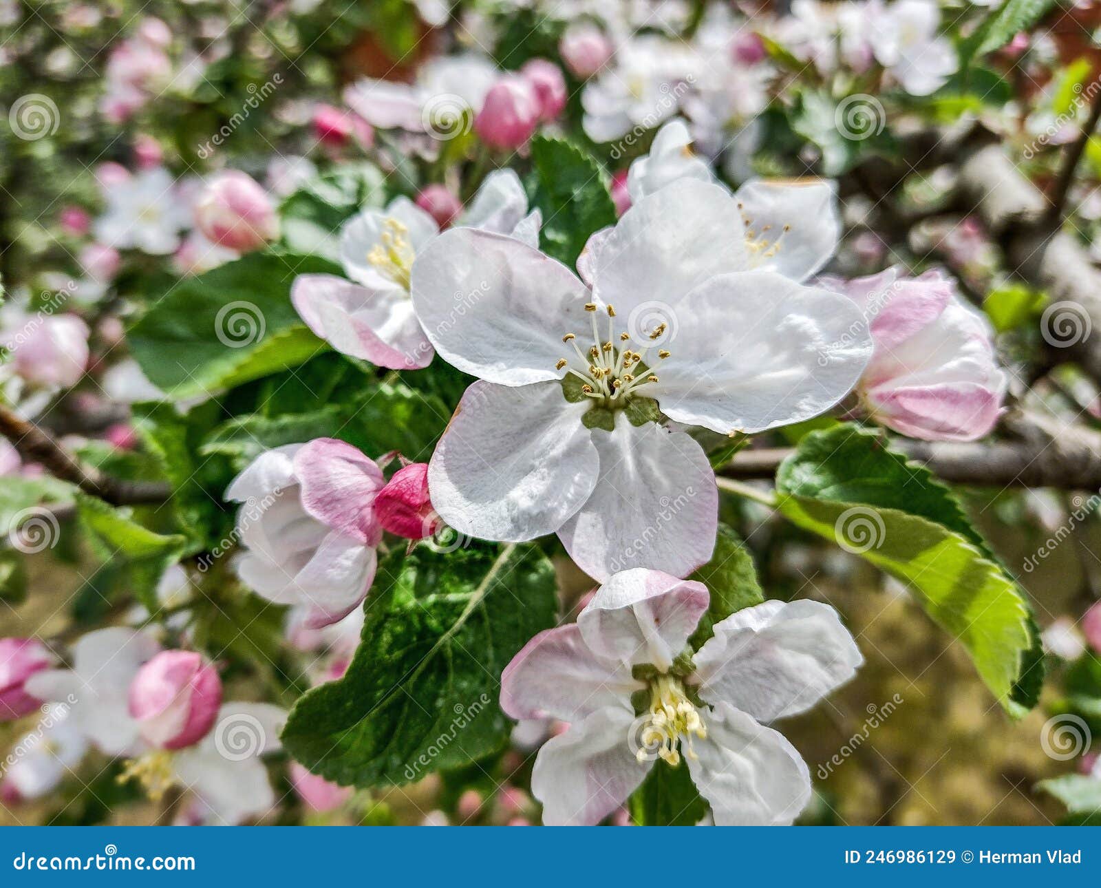 Flowering Apple Tree in the Spring - Maramures, Romania Stock Image ...