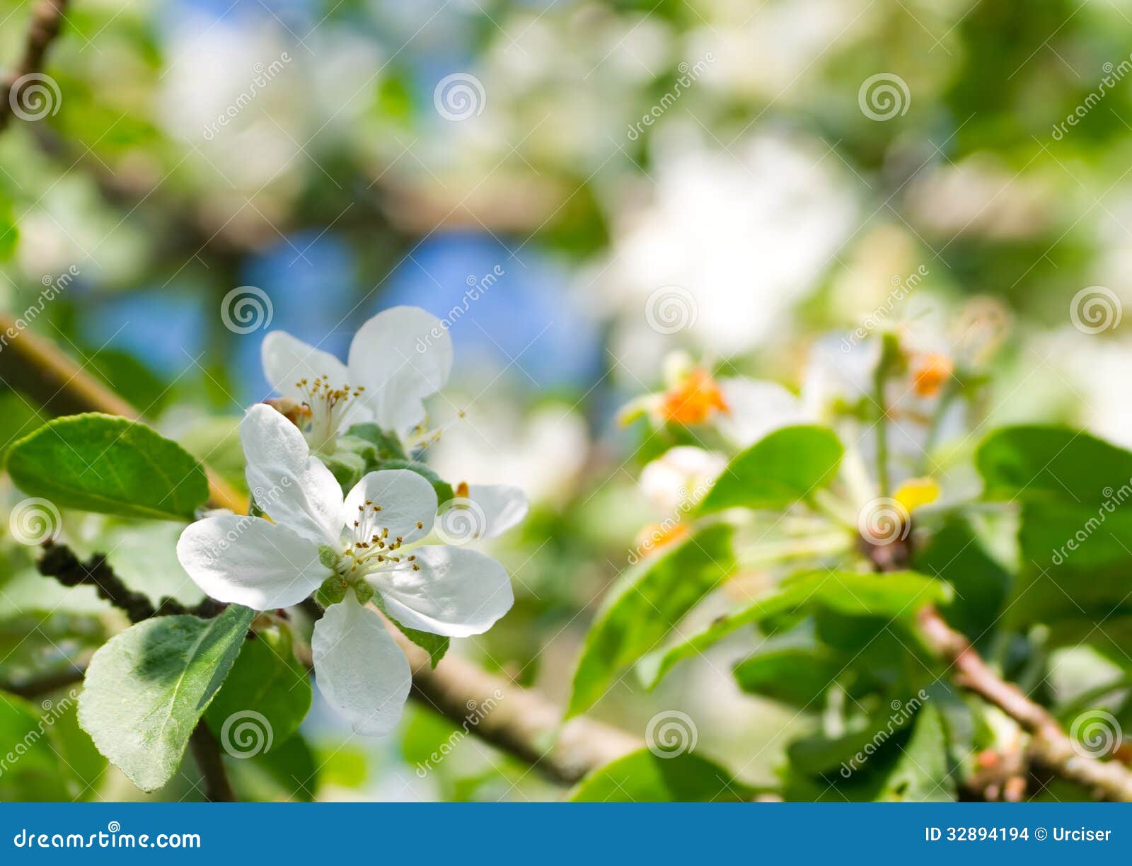 Flowering apple tree stock photo. Image of plant, orchard - 32894194